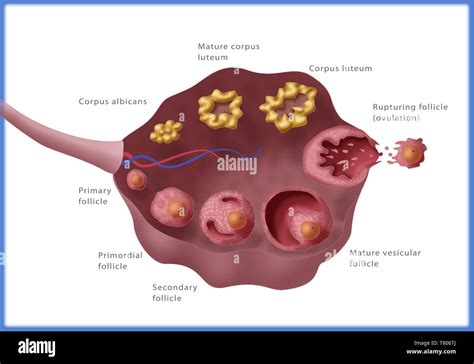 Ovary And Follicle Development