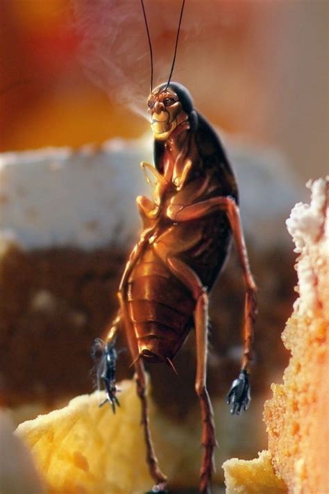 Cockroach Wallpapers Wallpaper Cave