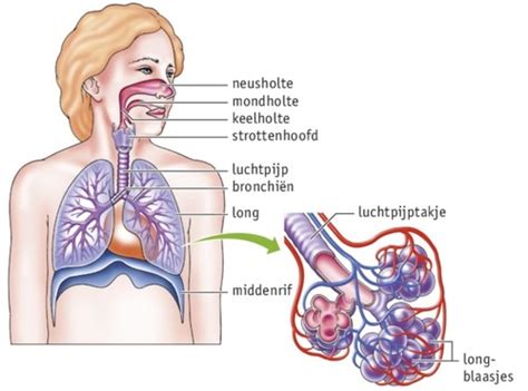 Ademhalingsstelsel Anatomie En Fysiologie Quizlet