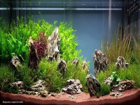 Membuat Hiasan Aquarium Ruang Ilmu