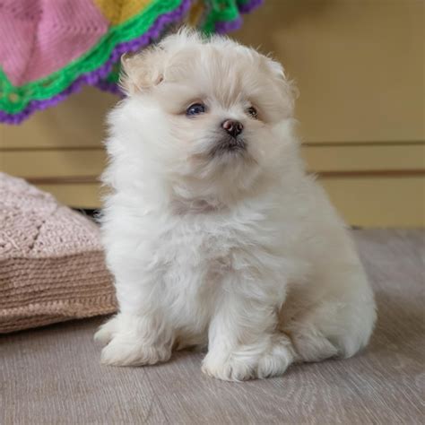Cachorro Blanco Esponjoso Bichon Frise Sentado En El Suelo Foto Premium