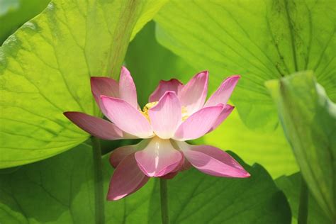 Lotusblume Seerose Lotus Bl Tter Kostenloses Foto Auf Pixabay Pixabay