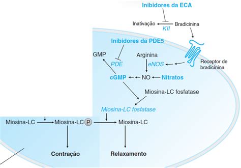 Hidralazina Mecanismo De Ação BRAINCP