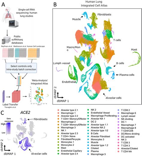 Generation Of An Integrated Lung Cell Atlas Through Integration Of