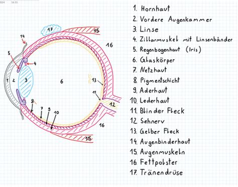 Auge Karteikarten Quizlet