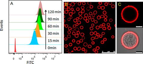 Cell Membrane Anchored Biosensors For Real Time Monitoring Of The