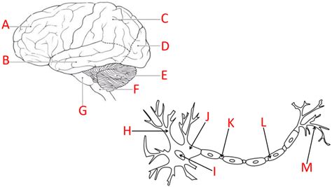 Nervous Labeling Practice Diagram Quizlet