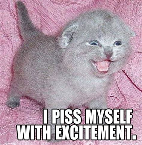 Image Lolcats Know Your Meme