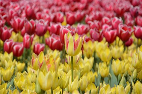 Tulips Flower Nature Free Photo On Pixabay Pixabay