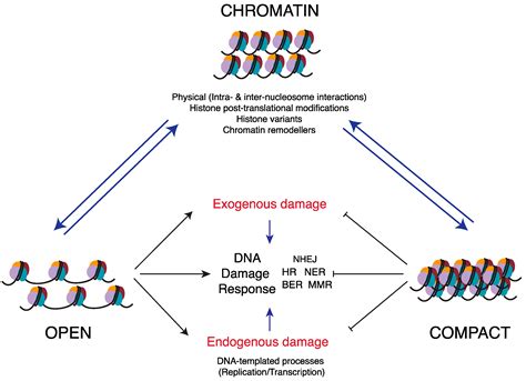 IJMS Free Full Text Chromatin Dynamics In Genome Stability Roles