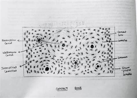 Compact Bone Histology Histology Slides Diagram Math