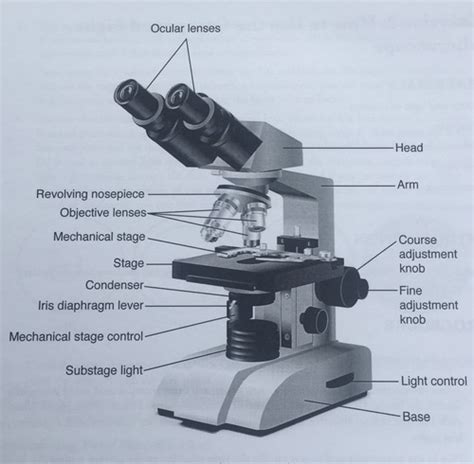 Biodiversity Lab Practical 1 Flashcards Quizlet