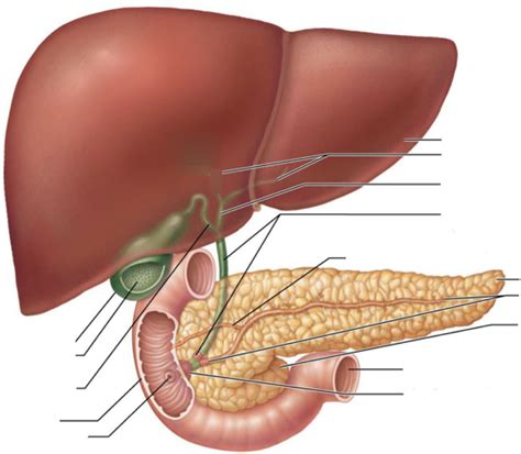 Gallbladder And Pancreas Diagram Quizlet