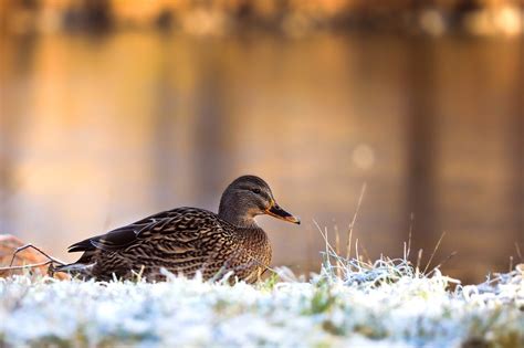 Vogel Ente Vogelkunde Kostenloses Foto Auf Pixabay