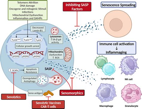 Frontiers Cellular Senescence In Brain Aging And Cognitive Decline