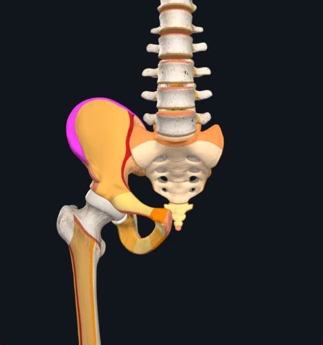 Anatomy Lab Lower Extremity Flashcards Quizlet