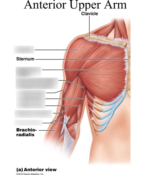 Anterior Upper Arm Diagram Quizlet