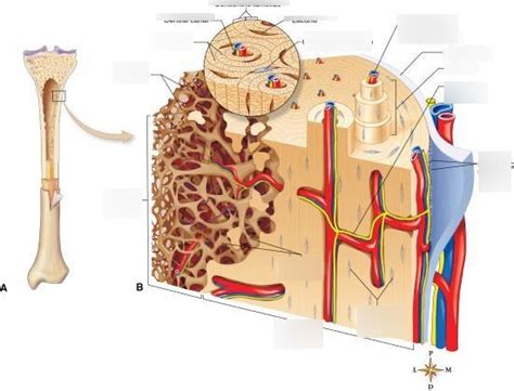 Compact Bone Structure Diagram Quizlet
