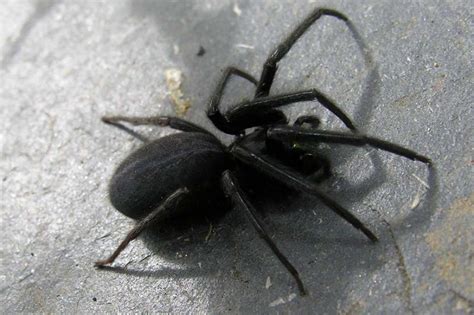 Quelles sont les araignées que l on trouve dans nos maisons