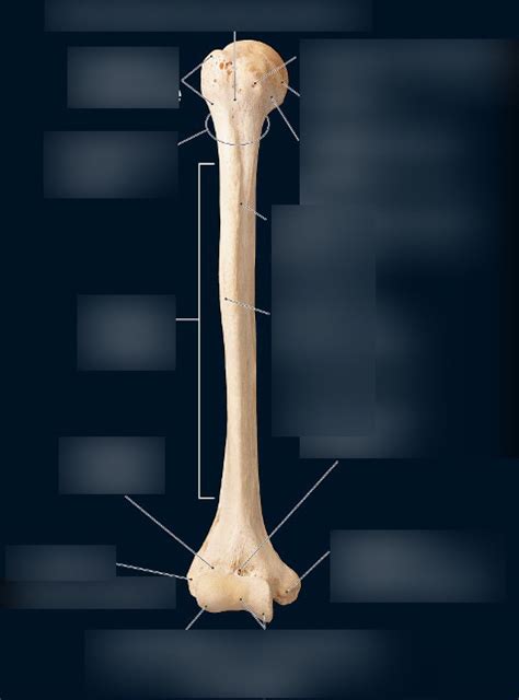 Anterior Humerus Diagram Quizlet