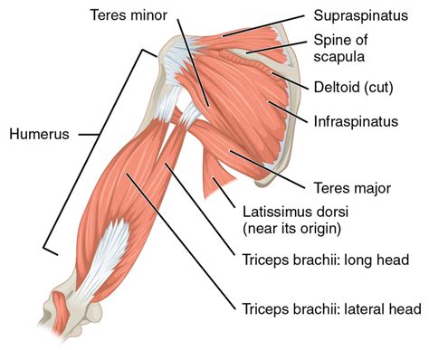 Triceps Tendinopathy E3 Rehab
