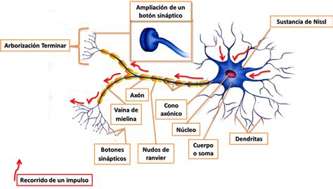 Fisiologia Basica Partes De La Neurona Y Tipos De Neuronas