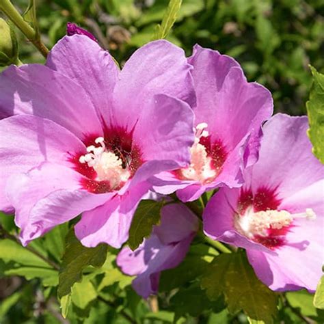 Hibiskus Ketmia Syryjska Woodbridge 4725 Sadzonki Kupuj