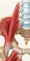 Anatomy And Physiology Lab 7 Muscles Of The Lower Limb Flashcards