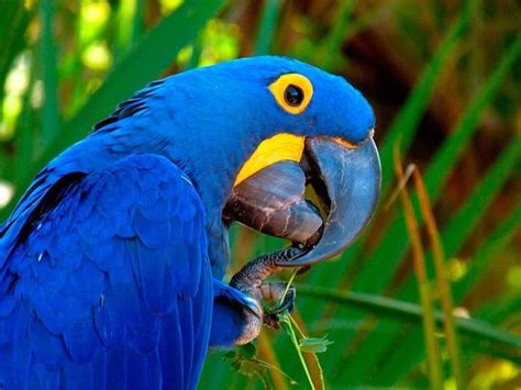 Arara azul características habitat alimentação e reprodução