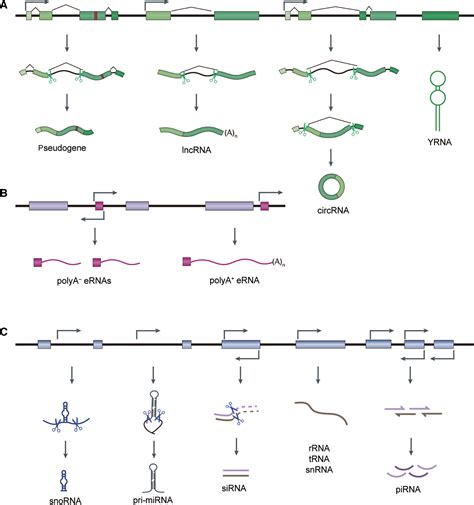 non coding rnas and their integrated networks
