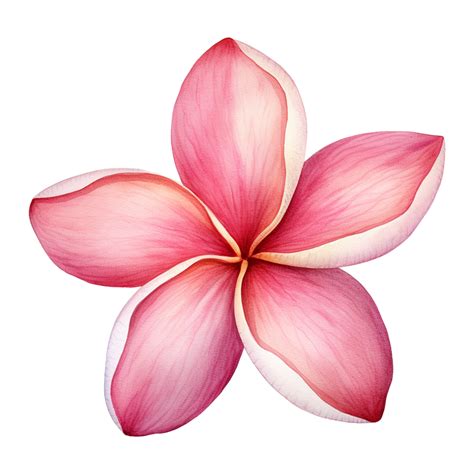 Ai Generated Watercolor Pink Plumeria Flower Isolated On Transparent