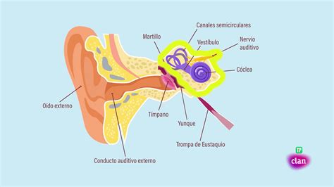 Arriba más de 61 dibujos del aparato auditivo camera edu vn