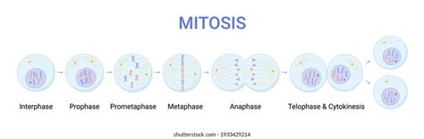 8 157 Mitosis Images Stock Photos 3D Objects Vectors Shutterstock