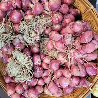 5 Hama Tanaman Bawang Merah Apa Saja Halaman All Kompas
