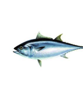 Thunnus Thynnus Blekitnopletwy Tunczyk Przezroczysty2 Poradnik