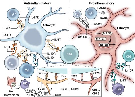 Neuroinflammation An Astrocyte Perspective Science Translational