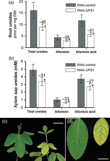 Ureide Levels In Roots And Xylem Sap And Shoot Phenotype Of RNAi UPS1