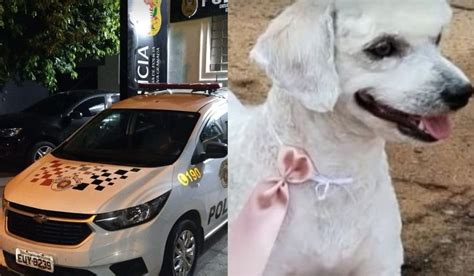 Pol Cia Militar Prende Homem Que Matou Cachorro Da Enteada Em Palestina