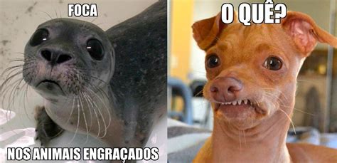 15 animais engraçados por natureza fotos memes e curiosidades