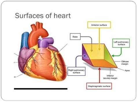 Heart Surface Anatomy Diagram