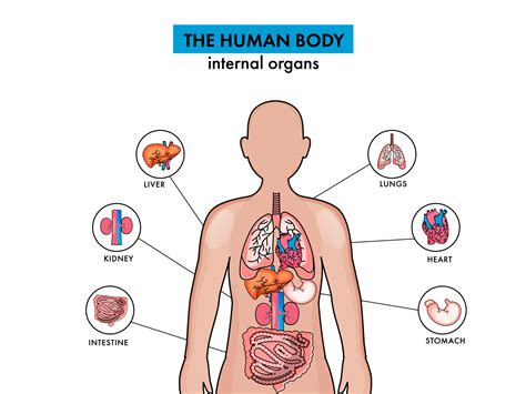 Anatomy Of The Human Body Internal Organs On White Background