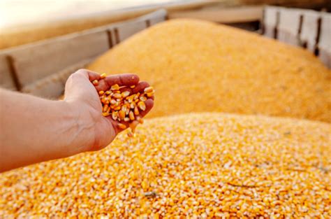 Conab prevê produção de grãos em 254 milhões de toneladas Revista Rural