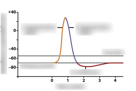 Resting Membrane Potential Diagram Diagram Quizlet