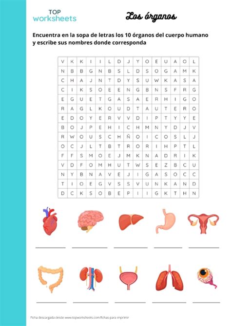 Sopa De Letras Las Partes Del Cuerpo Ficha Para Imprimir TopWorksheets