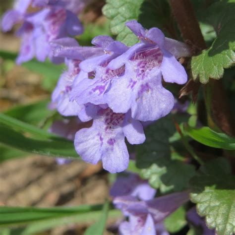 Bluszczyk kurdybanek Glechoma hederacea opis wygląd wymagania