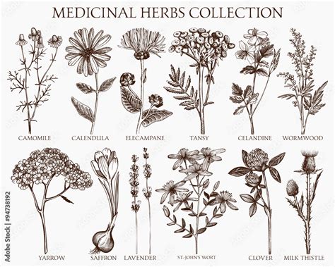 Vettoriale Stock Vector Collection Of Hand Drawn Spices And Herbs