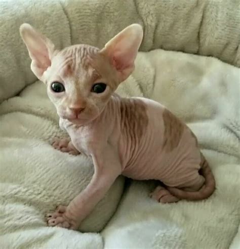 Pin by Albert Nikulin on Котизм Cute hairless cat Cute baby animals