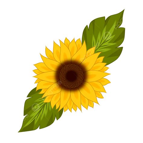 Girassol Decoração De Planta Amarela Rabisco Decorativo Ornamental PNG