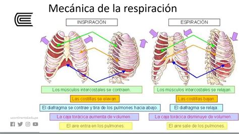 Músculos de la pared torácica abdomen y pelvis YouTube
