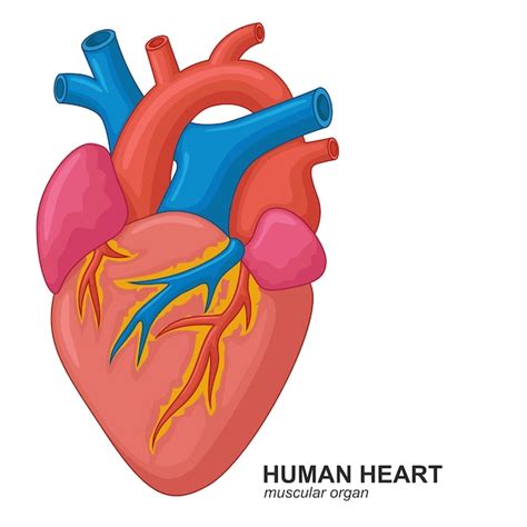 Corazón humano Vector Premium
